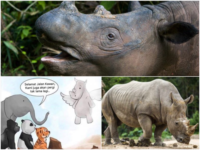 Sudah Tiada Kesan Kewujudan Badak Sumbu Sumatera Di Sabah. Sedihnya!