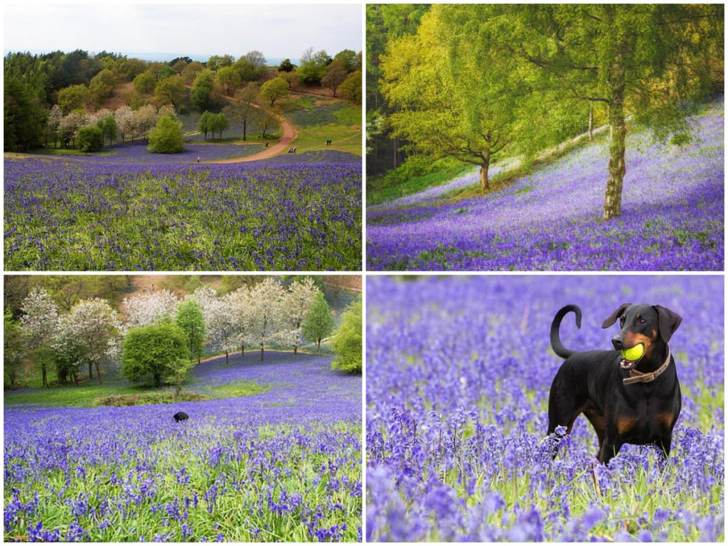 Musim Bunga Bluebell Di England Jadi Bualan Hangat Netizen Di Sana ...