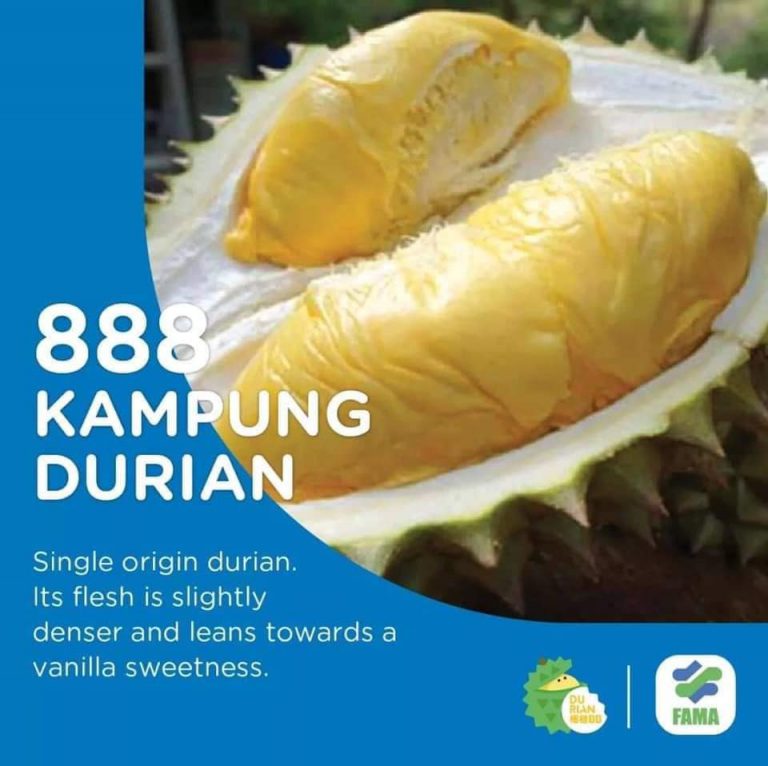 Ada 200 Jenis Durian Di Malaysia. Durian Mana Yang Dah Pernah Rasa?