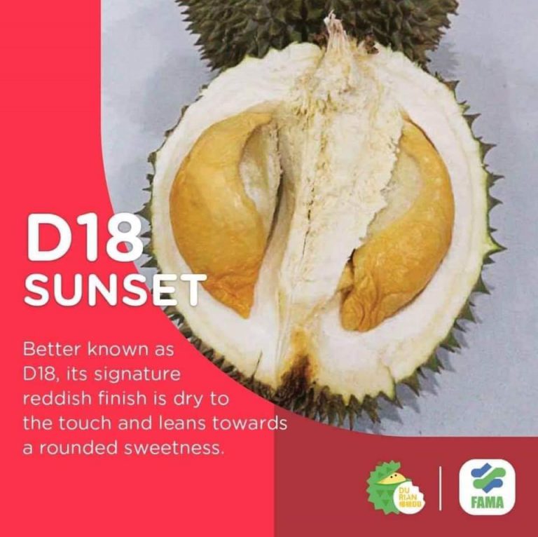 Ada 200 Jenis Durian Di Malaysia. Durian Mana Yang Dah Pernah Rasa?