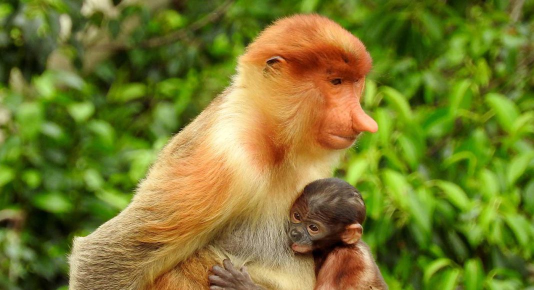 8 Tempat Menarik Di Sandakan Termasuk Lokasi Lihat 'Monyet Playboy'
