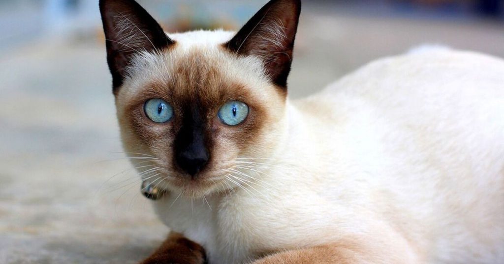 Panduan Mudah Uruskan Kucing Yang Tinggal Di Rumah Semasa Anda Keluar ...