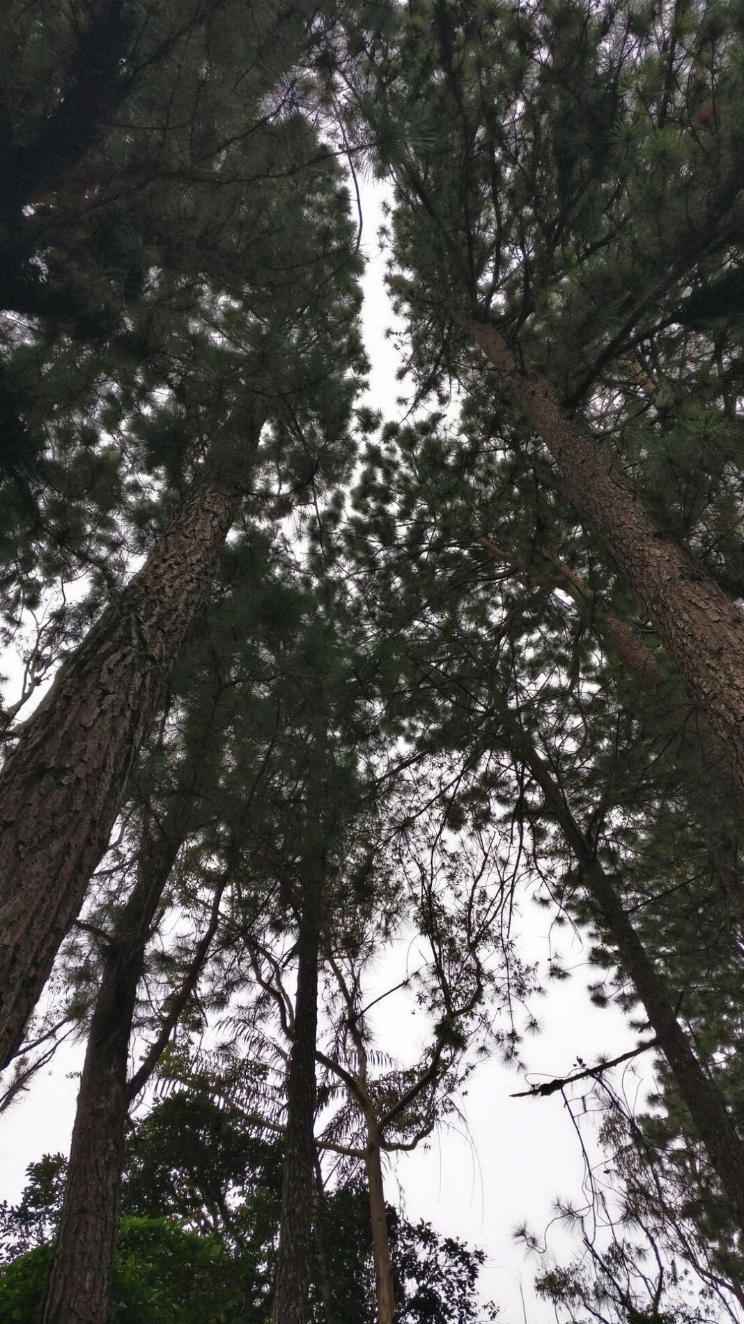 Keindahan Tersembunyi Cameron Highlands: Trans-Gandik, Plot Hutan Pinus ...