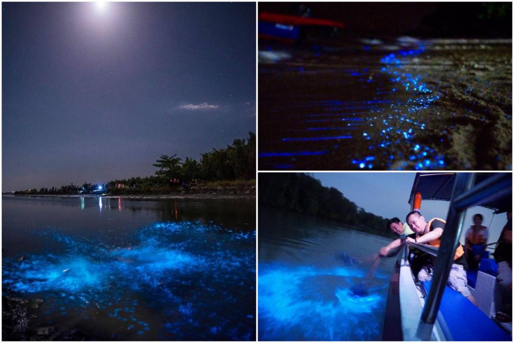 Fenomena Blue Tears Di Kuala Selangor