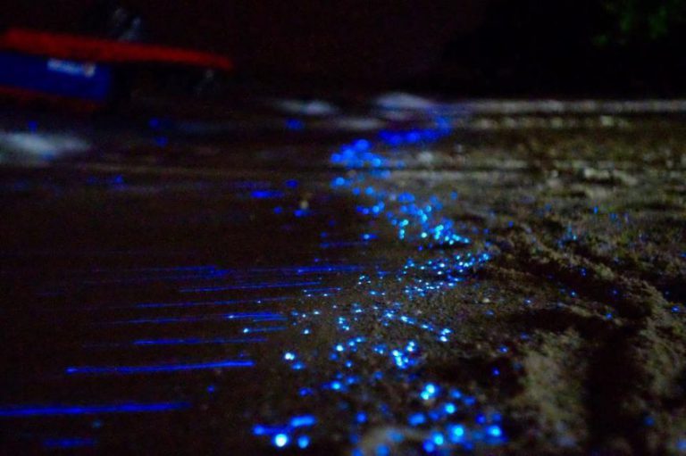 Fenomena Blue Tears Di Kuala Selangor