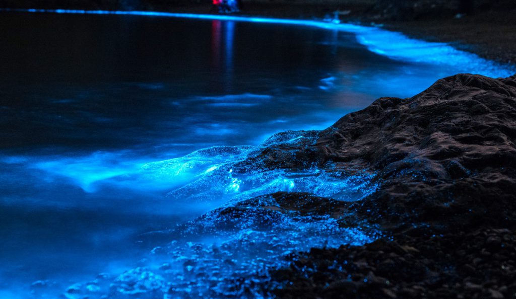 Fenomena Blue Tears Di Kuala Selangor