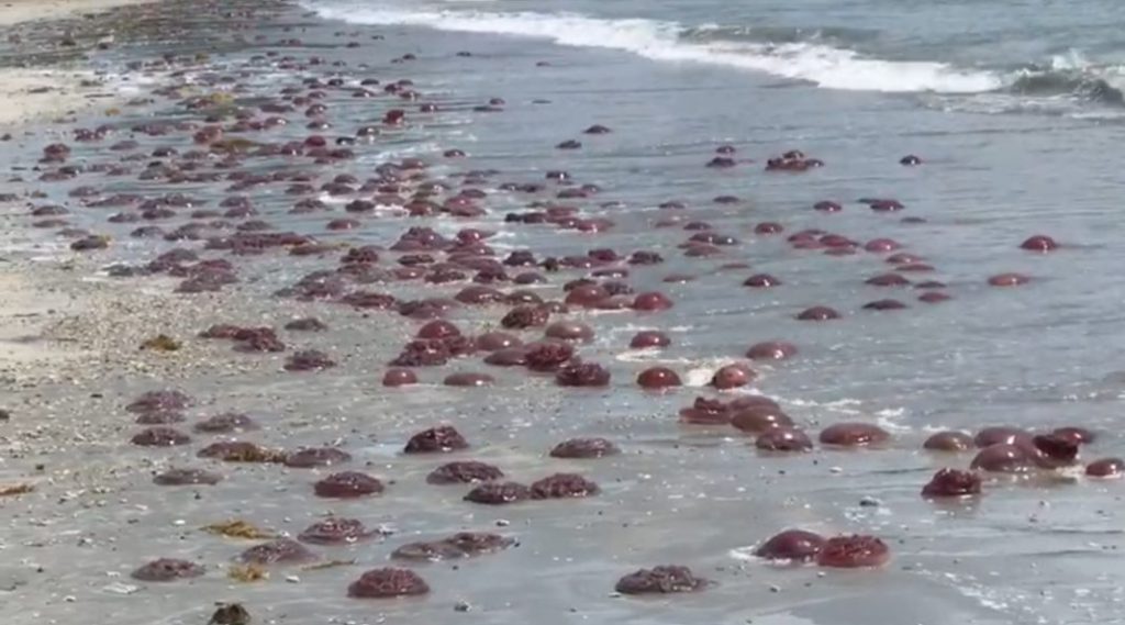 Pantai Labuan Diserang Beribu Obor-Obor Pelik Berwarna Merah