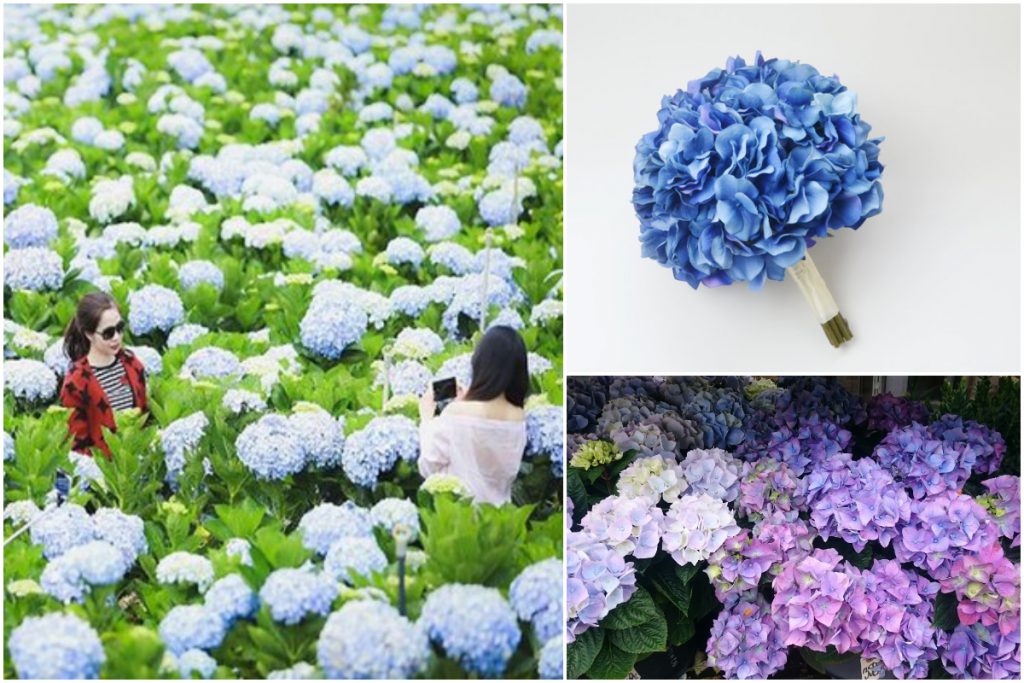 Bercuti Di Kawasan Tanah Tinggi, Hati-Hati Kalau Bawa Balik Ole-Ole ...