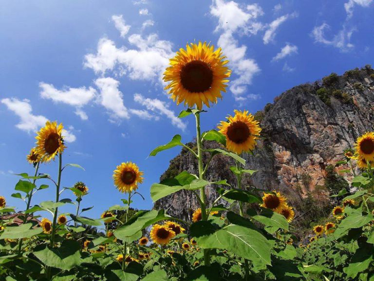 Wow, Perlis Ada Ladang Bunga Matahari Sendiri! Port Menarik Untuk ...