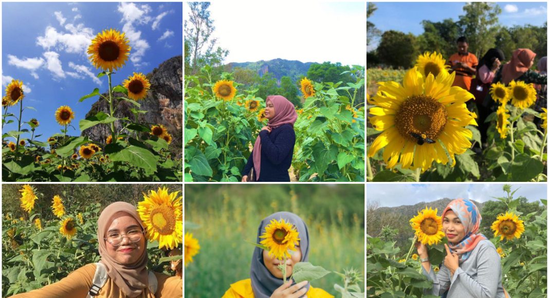 Wow, Perlis Ada Ladang Bunga Matahari Sendiri! Port Menarik Untuk ...