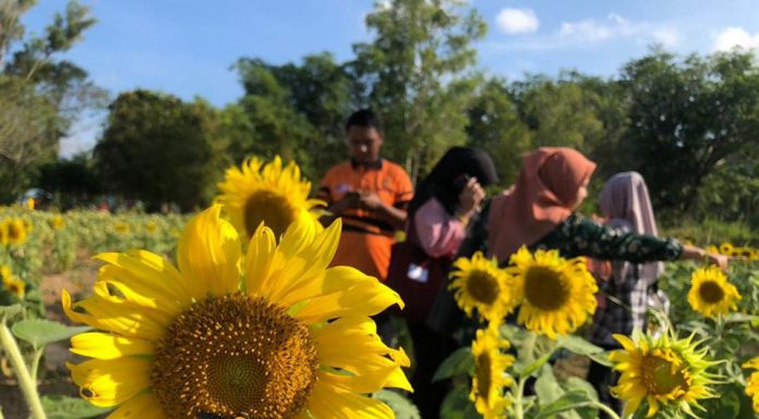 Wow, Perlis Ada Ladang Bunga Matahari Sendiri! Port Menarik Untuk ...
