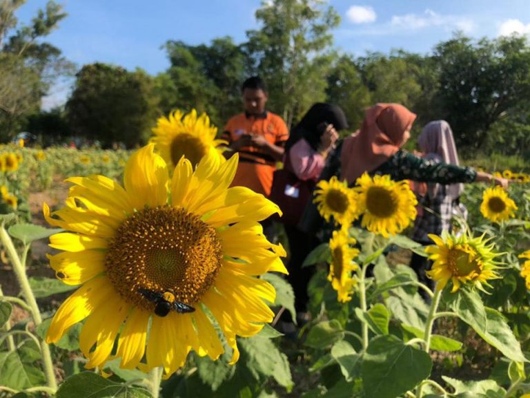 Wow, Perlis Ada Ladang Bunga Matahari Sendiri! Port Menarik Untuk ...