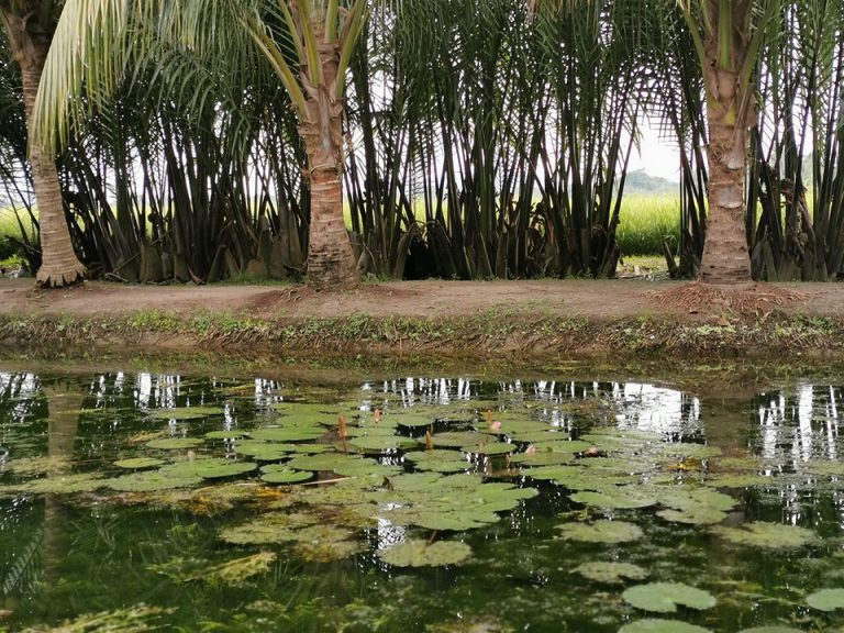 Peminat Air Nira Nipah, Jom 'Layan' Minum Di Ladang Nira Nipah Napiah ...