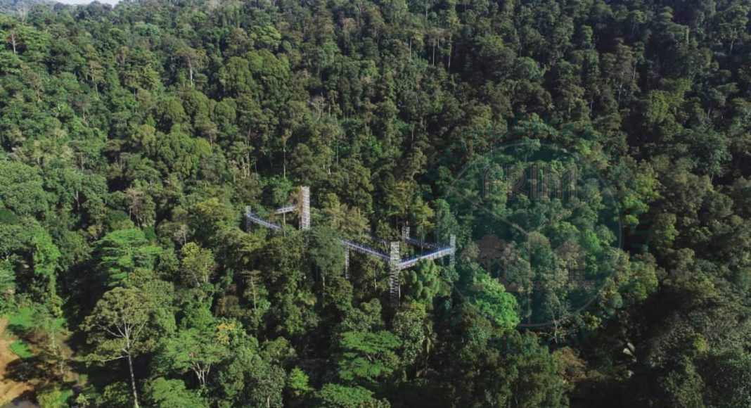 'Forest Skywalk' Jambatan Baru Di FRIM Kepong, Tarikan Baru Untuk ...