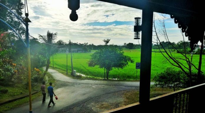 Bangun Pagi Tengok View Sawah Padi. Homestay Ujung Bukit Perlis Pilihan ...