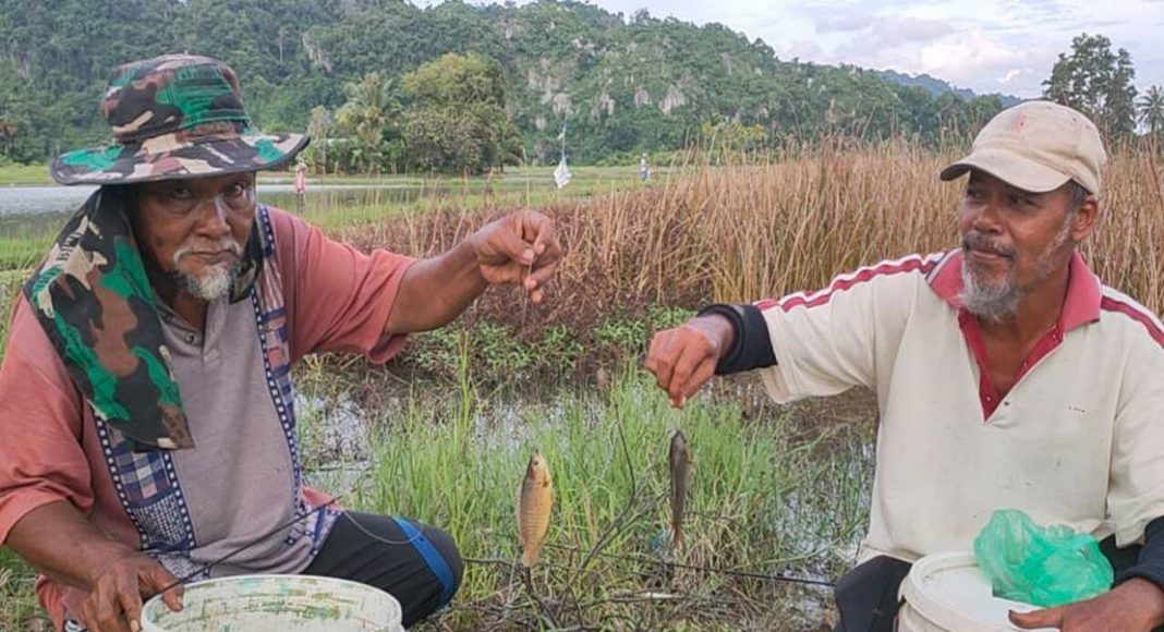 Bulan Oktober, Perlis Meriah Dengan Musim Pancing Ikan Puyu Di Sawah ...