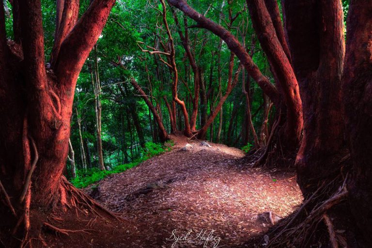 Hutan Warna Merah, 'Bukit Reakreasi Rare' Di Jerantut, Pahang
