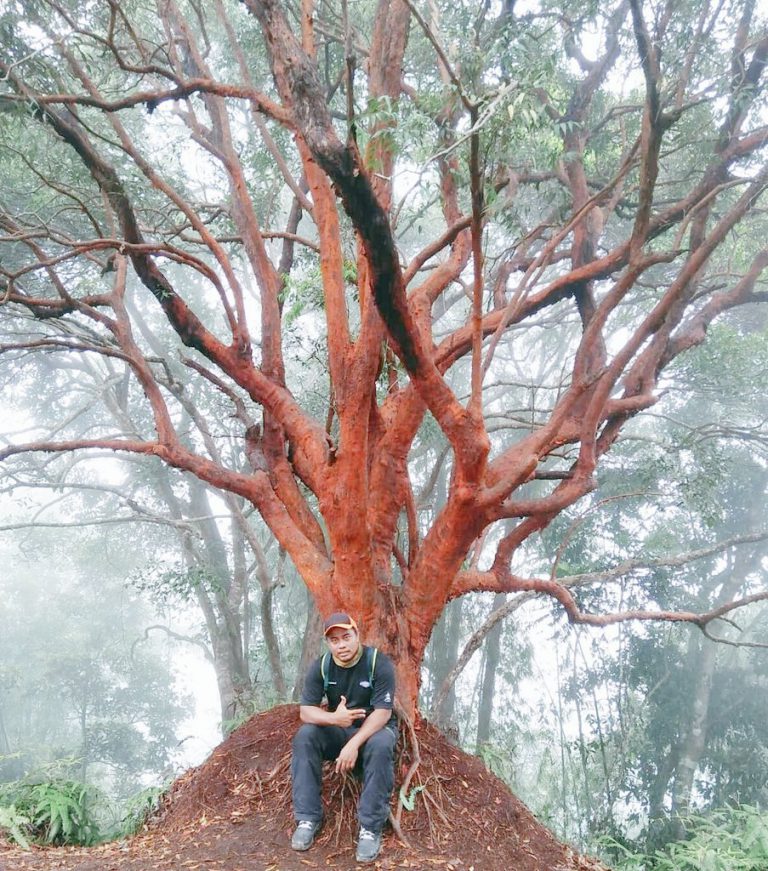Hutan Warna Merah, 'Bukit Reakreasi Rare' Di Jerantut, Pahang