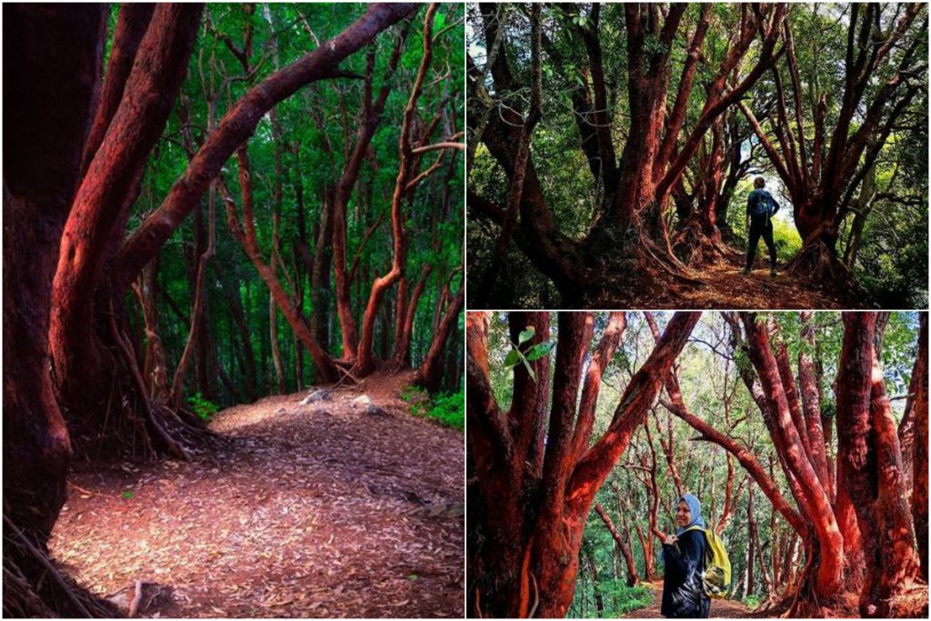 Hutan Warna Merah, 'Bukit Reakreasi Rare' Di Jerantut, Pahang