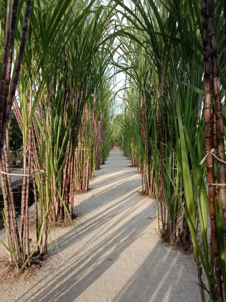 Makan Dalam Laman Tebu! Port Viral Khusus Untuk Instaworthy