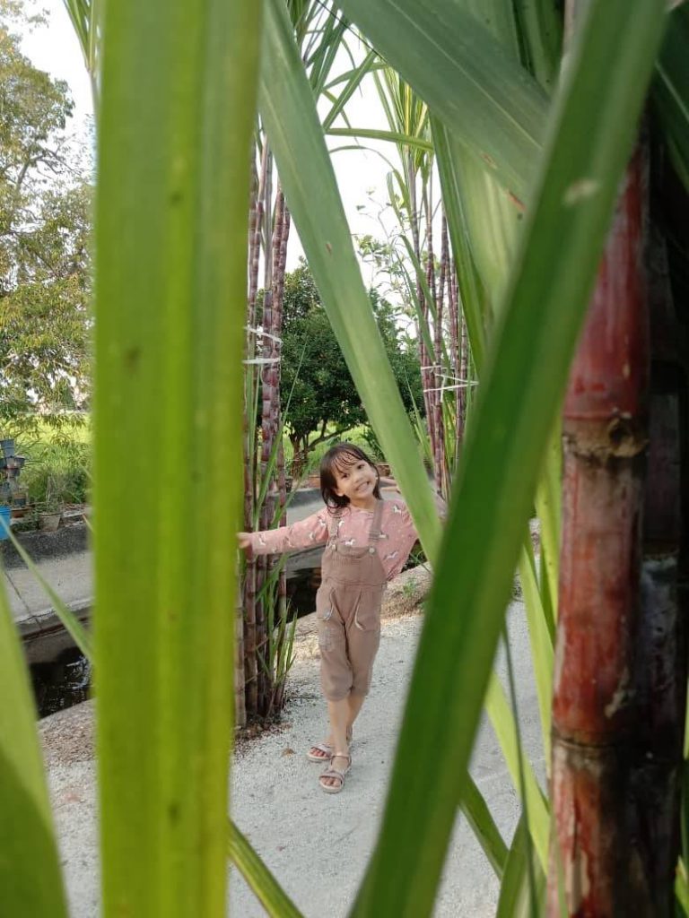 Makan Dalam Laman Tebu! Port Viral Khusus Untuk Instaworthy