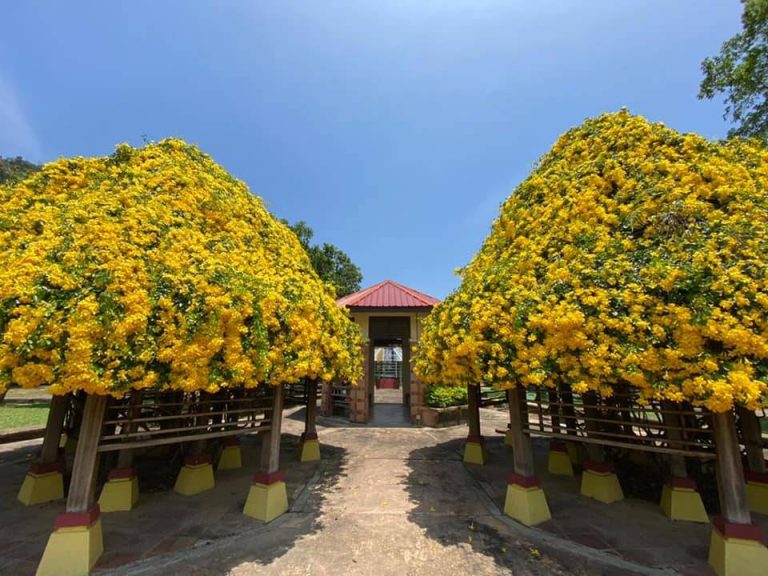Pokok Cat Claws Sedang Berbunga Cantik Di Gunung Lang, Kali Terakhir ...