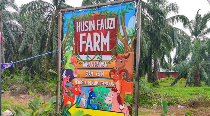Berkuda Serendah RM5, Husin Fauzi Farm Taman Haiwan Di Kuala Selangor ...