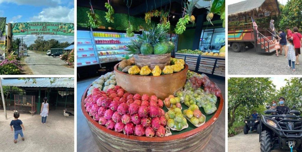 Rasai Suasana Dusun Di Desaru Fruit Farm