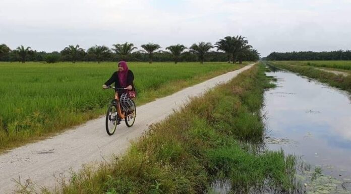 Nak Berdamai Dengan Sawah Padi, Kuala Kurau Tempat Terbaik