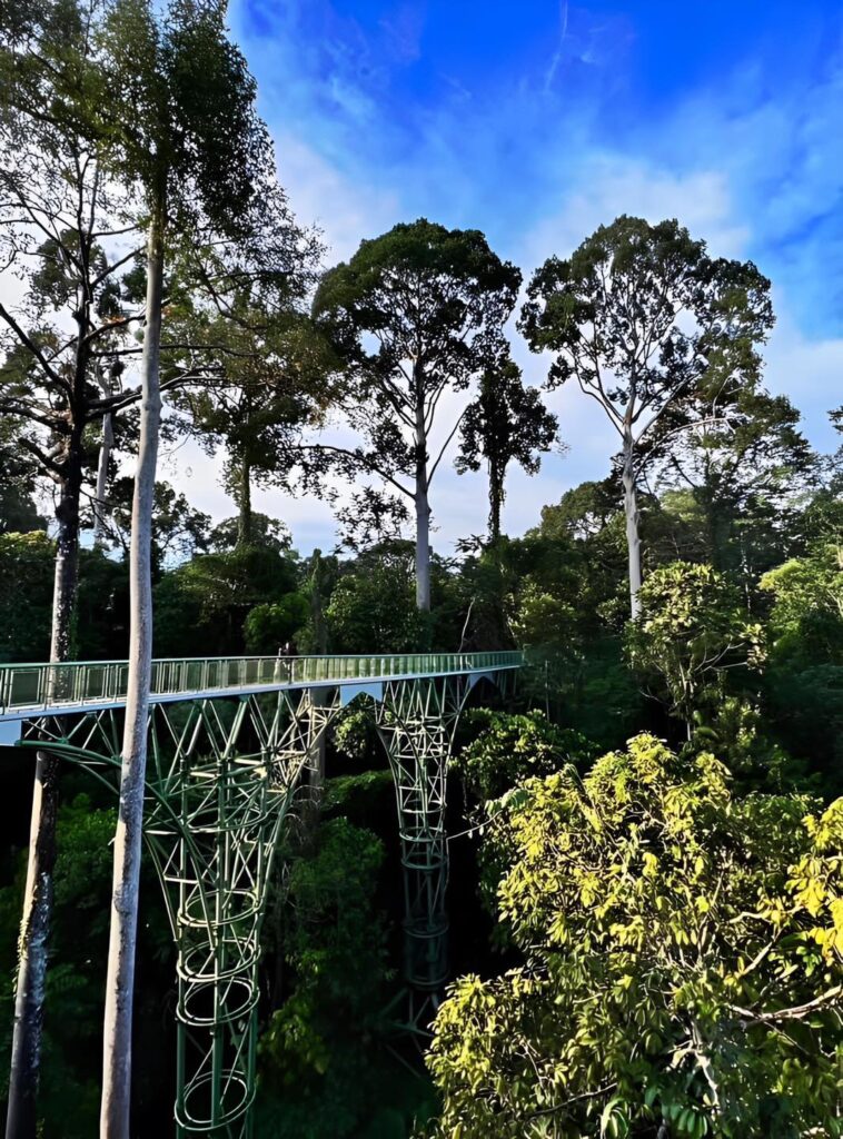 Rainforest Discovery Center, Canopy Walk Terpanjang Di Sabah
