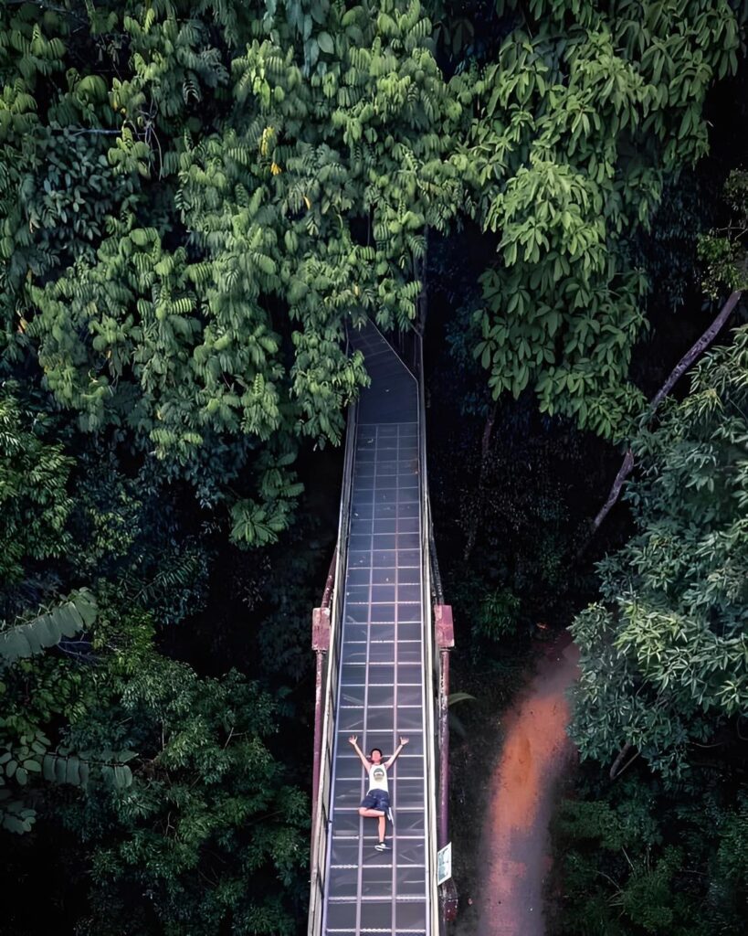 Rainforest Discovery Center, Canopy Walk Terpanjang Di Sabah