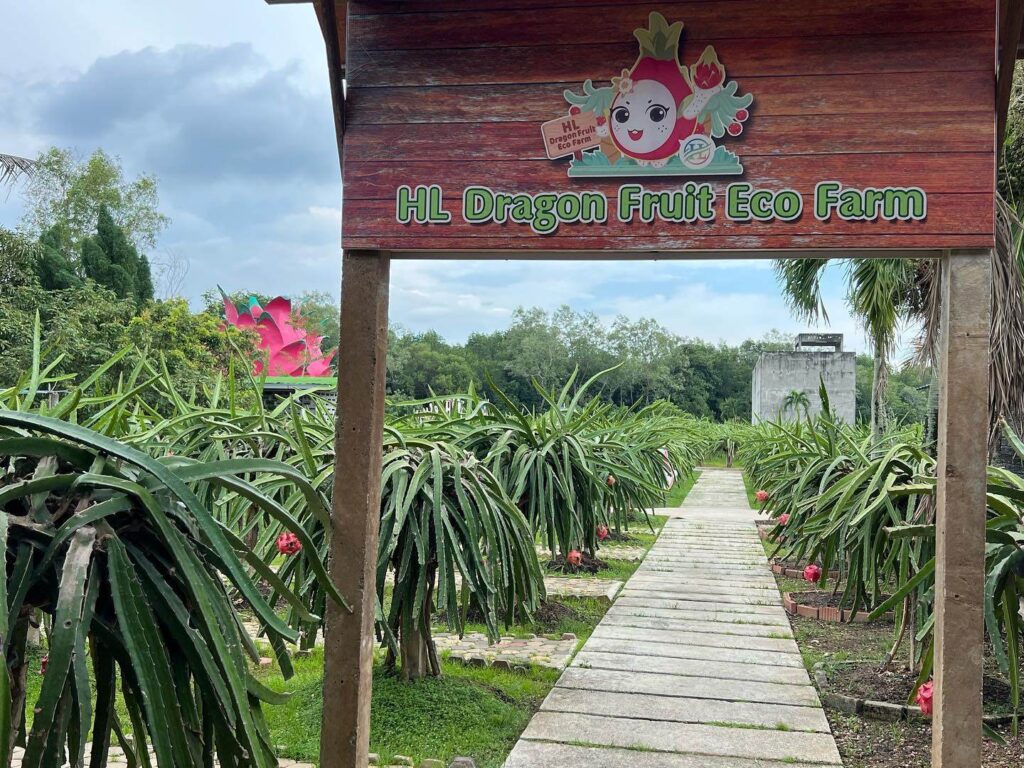 Singgah HL Dragon Fruit Eco Farm, Ladang Buah Naga Dengan Menu Istimewa