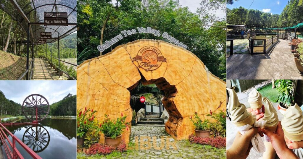 Gaharu Tea Valley Di Gopeng, Jamu Mata Lihat Pemandangan Dan Layan Teh ...
