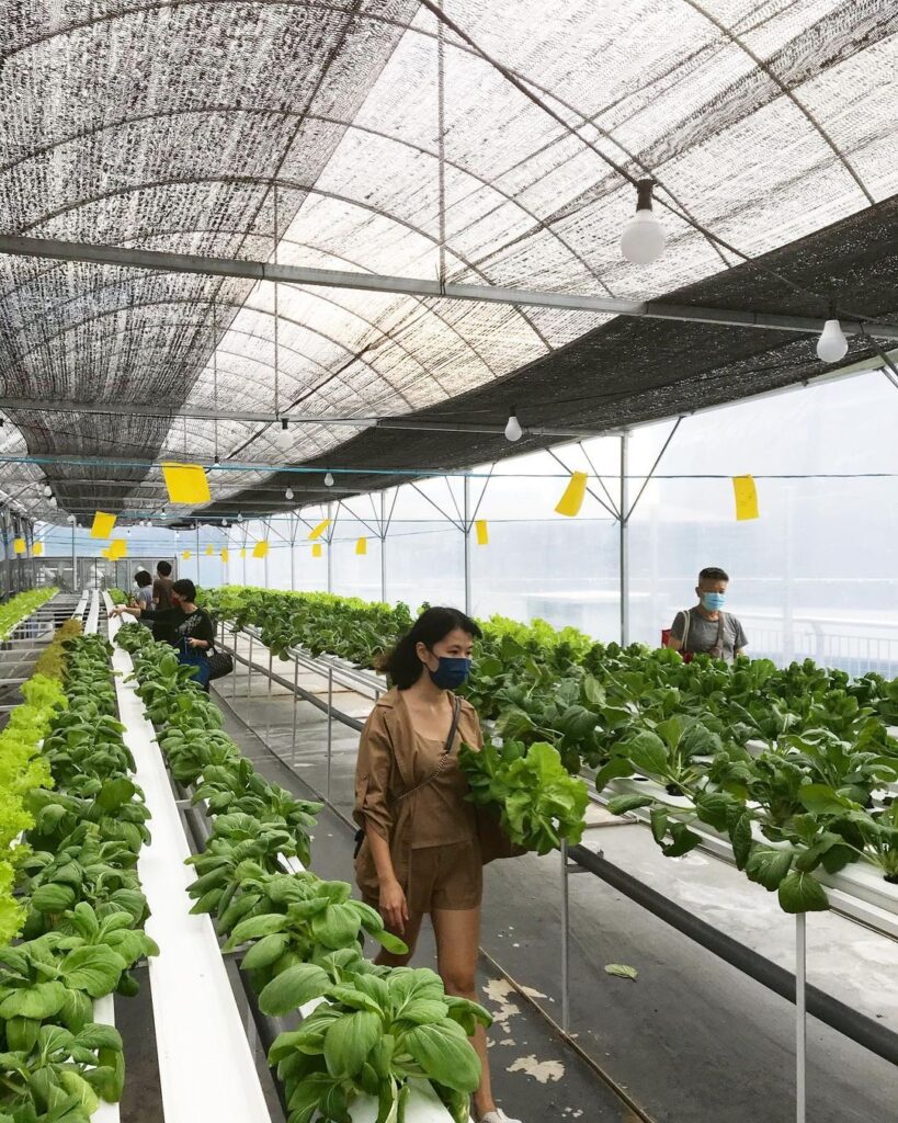 Aktiviti Menarik Di Utama Farm, Pancing Dan Makan Terus Di Situ!