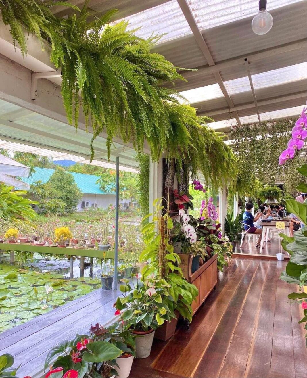 Dusun Riffaa Changlun, Siap Boleh Naik ATV Pusing Tempat Ini - Libur