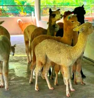 Sentuh Alpaca di Zahara Garden Perak, Tempat Menarik Baharu Di Gopeng