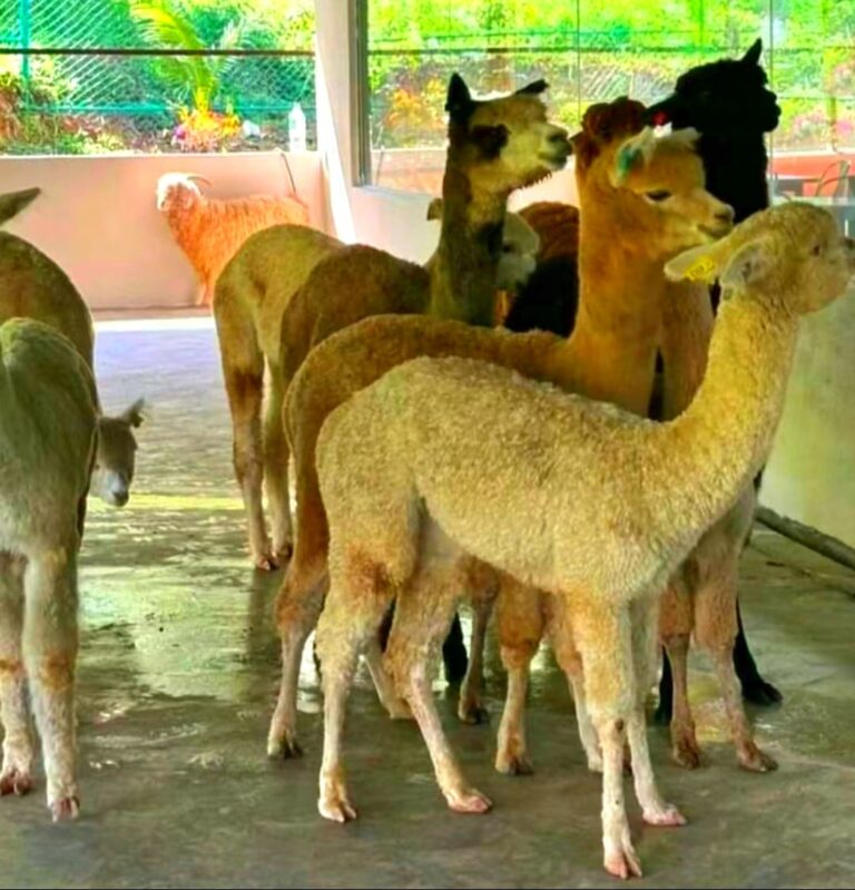 Sentuh Alpaca di Zahara Garden Perak, Tempat Menarik Baharu Di Gopeng