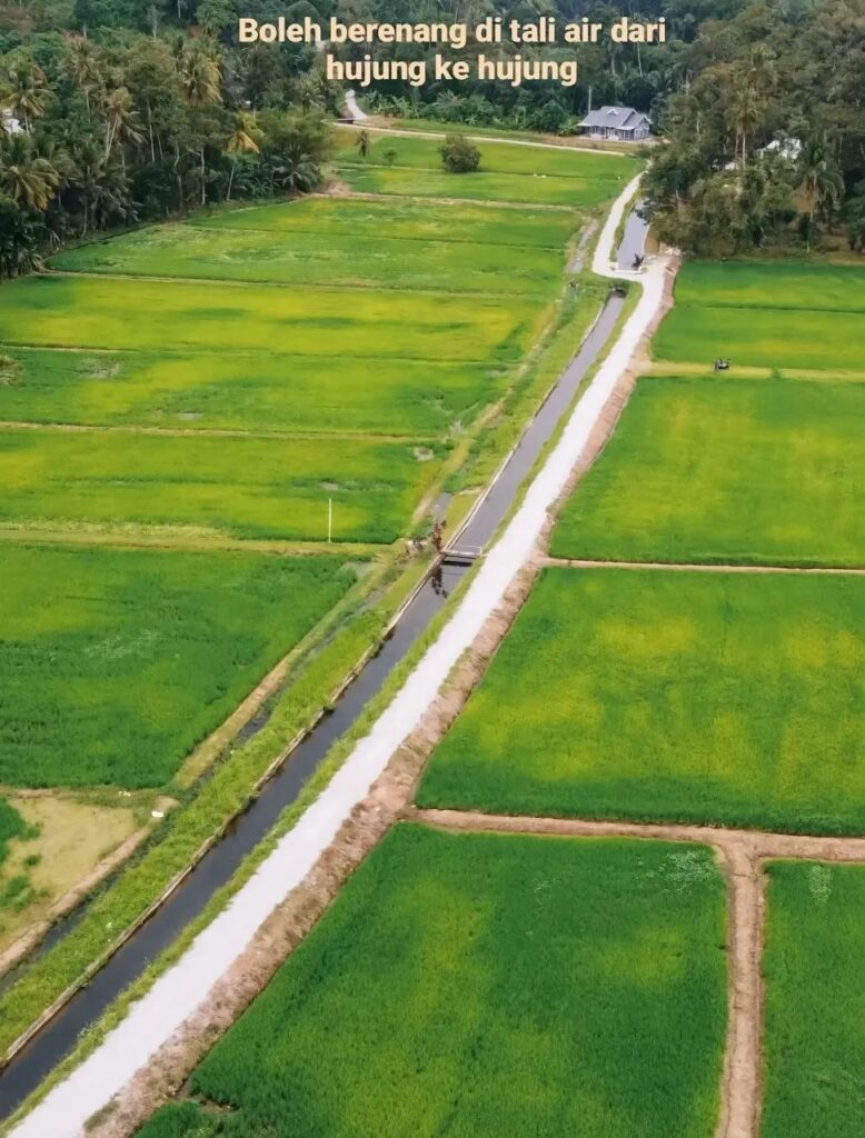 Panorama Sawah Padi Indah di Kampung Labu Kabung Perak, Ada Tali Air ...